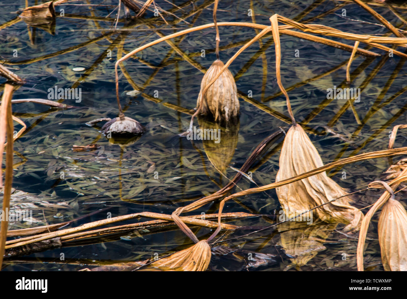 Leftover water hi-res stock photography and images - Alamy