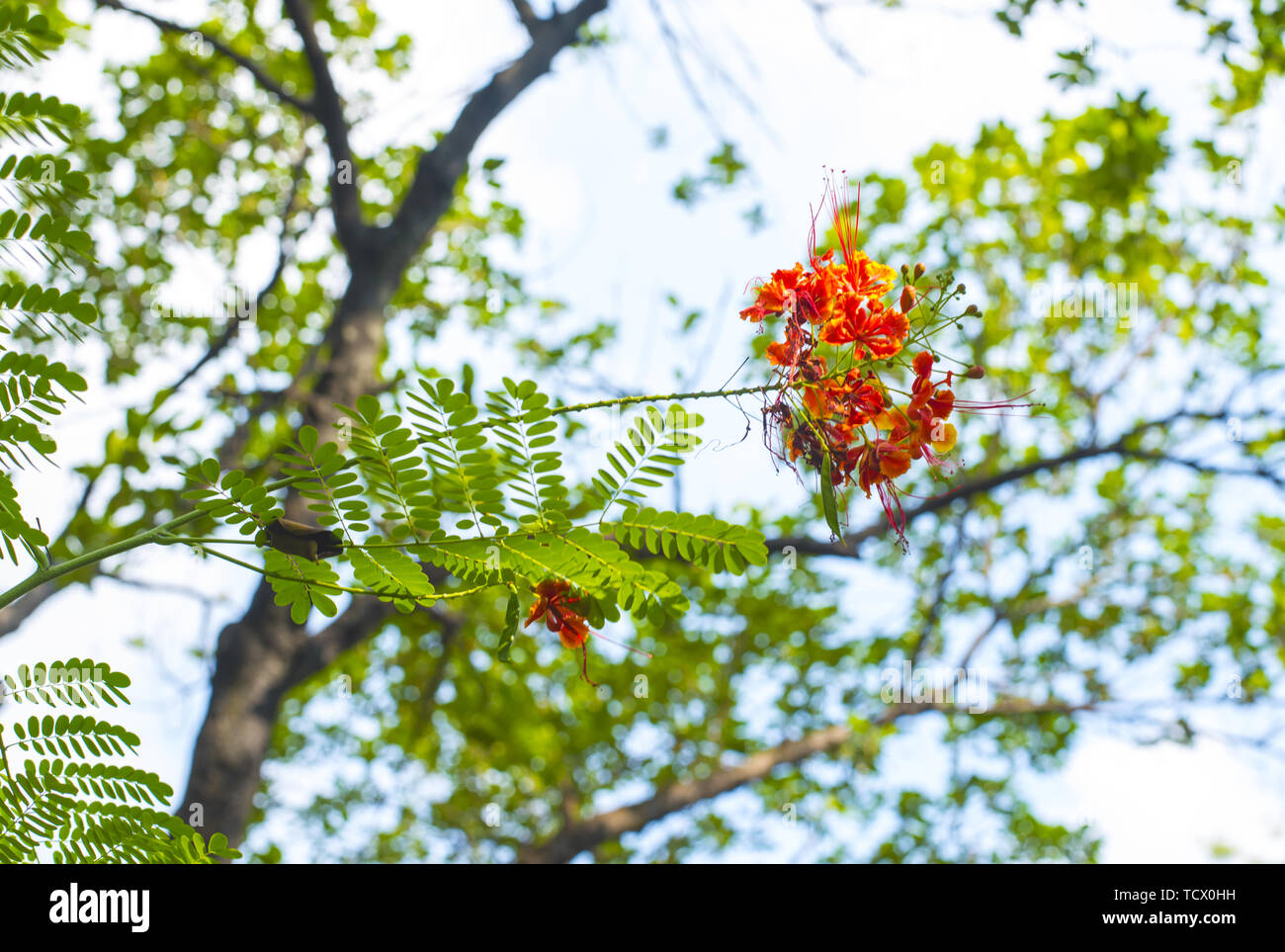 Golden phoenix hi-res stock photography and images - Alamy
