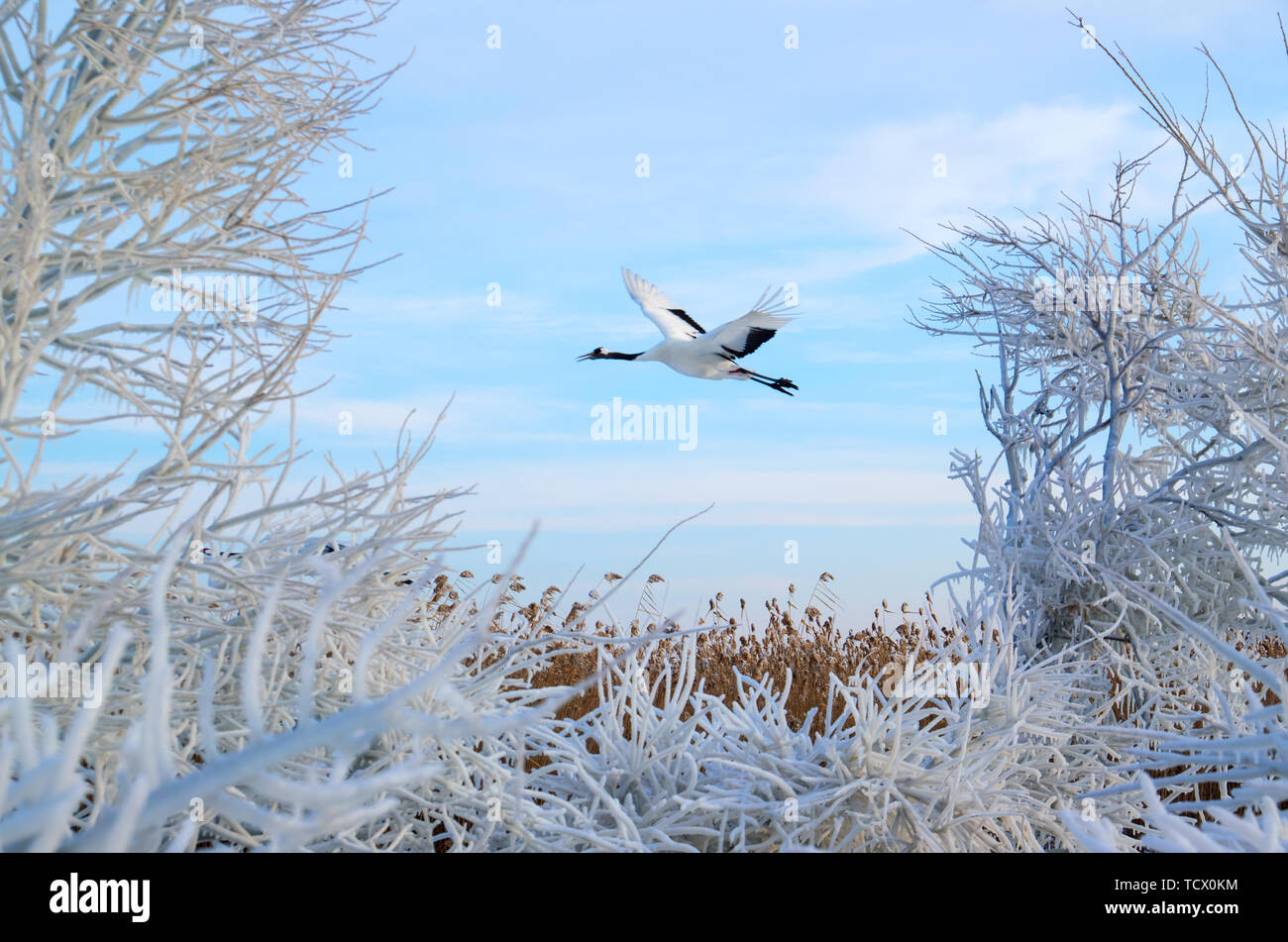 Red crowned crane flying sunset hi-res stock photography and images - Alamy