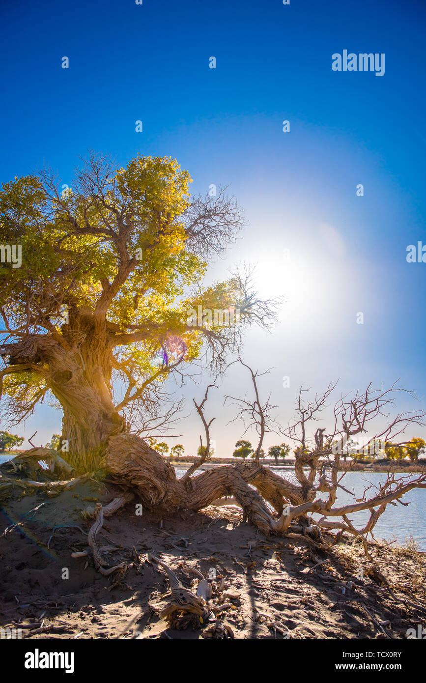 Inner Mongolia Alashan Ejina flag weak water Jinsha Bay Hu Yang Lin ...