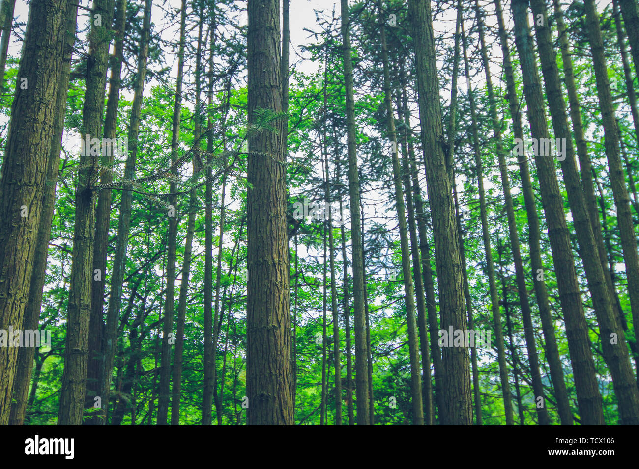Green plants, forest landscapes Stock Photo - Alamy