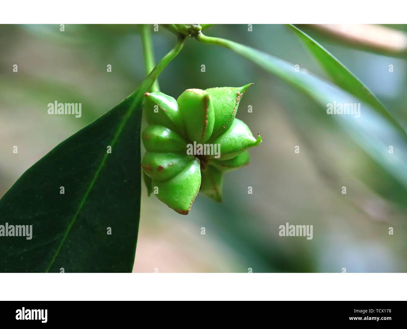 Octagon spice hi-res stock photography and images - Alamy