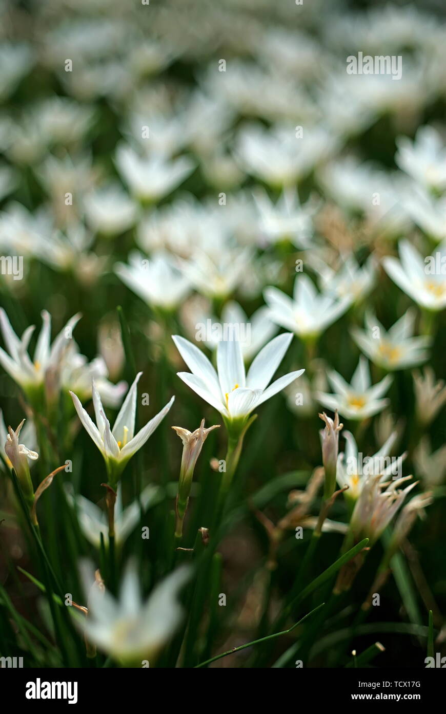 Dry lang hi-res stock photography and images - Alamy