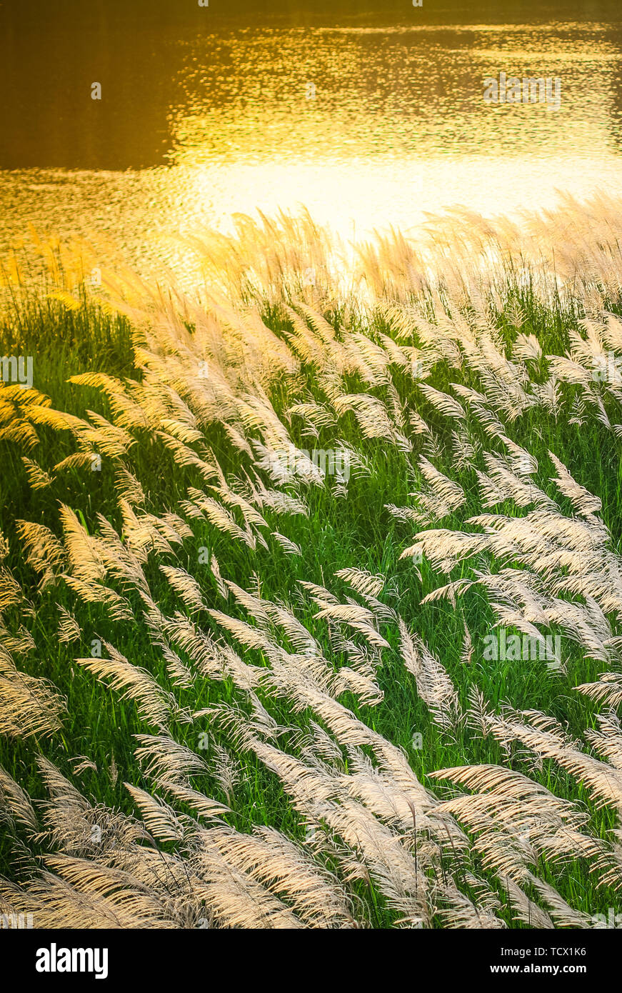 Photographer: Hu Wenkai Stock Photo - Alamy