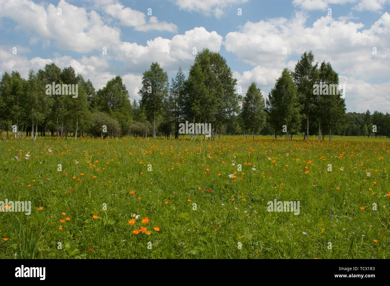 A field where golden lotus flowers are in full bloom Stock Photo - Alamy