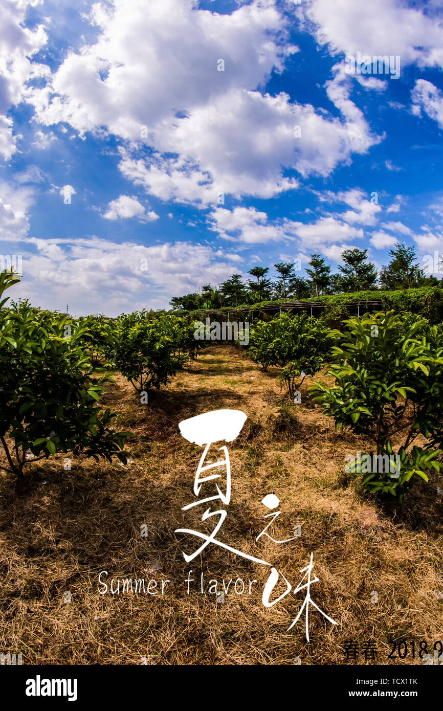The feeling of summer Stock Photo - Alamy