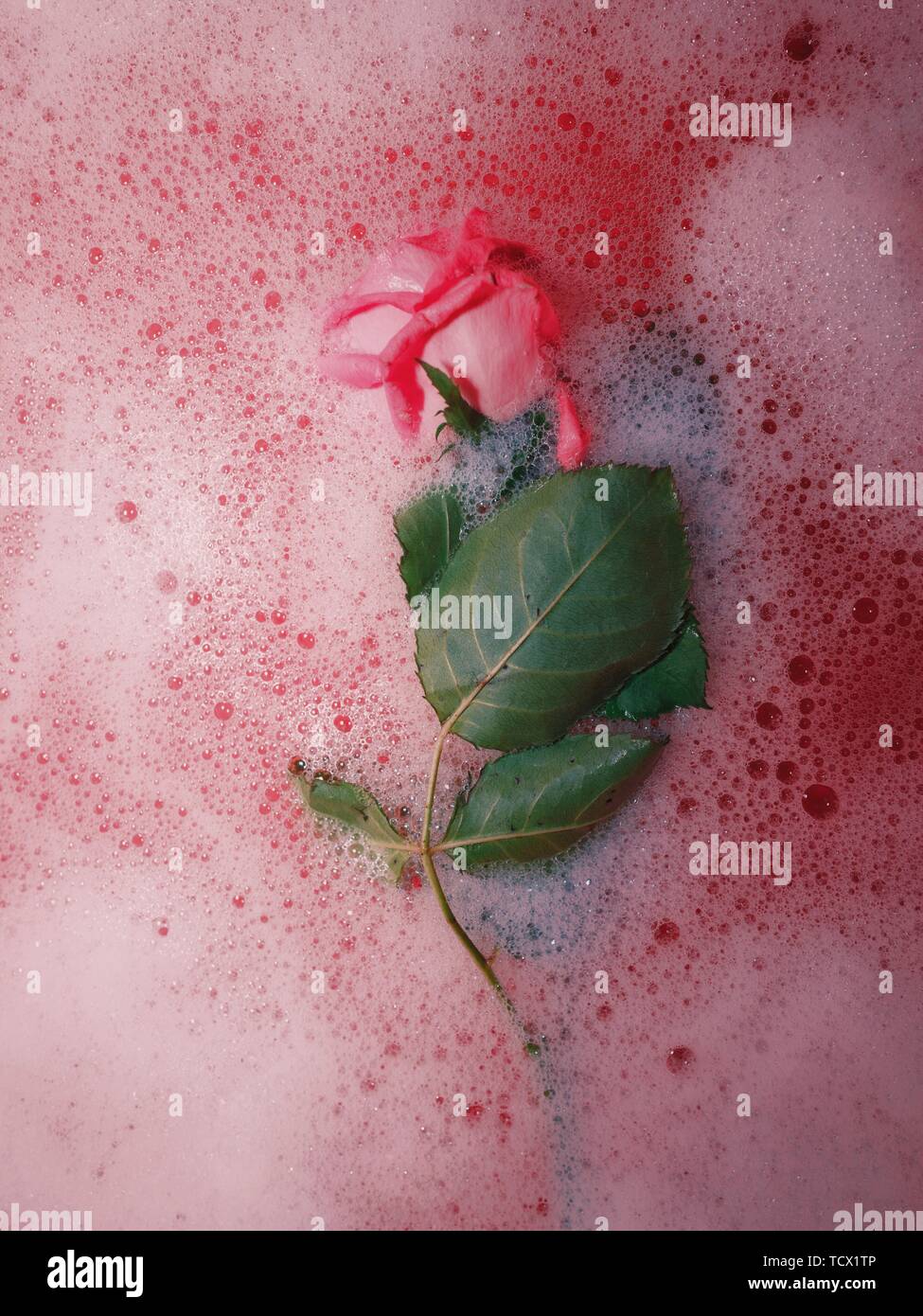 Psychedelic rose hi-res stock photography and images - Alamy