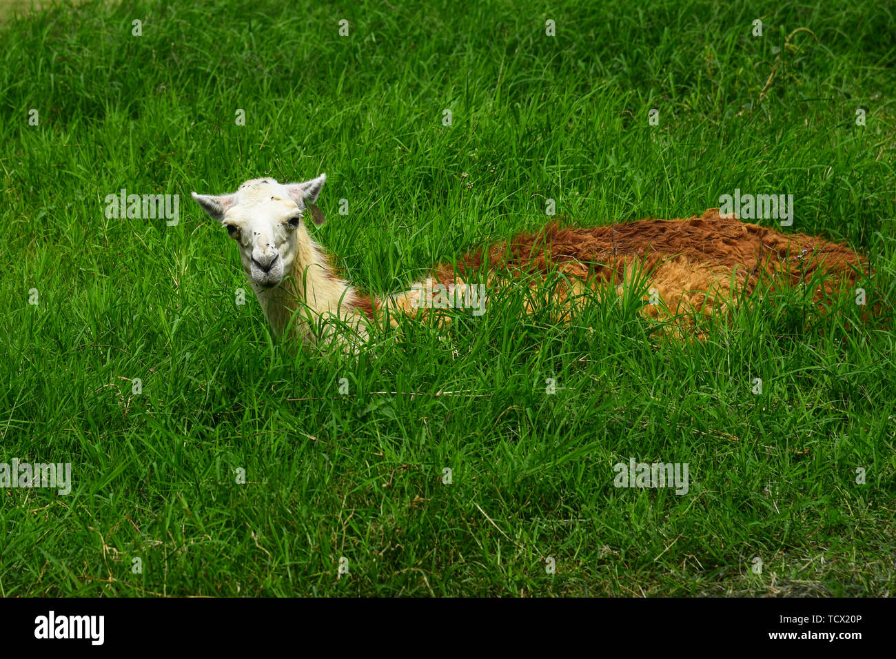 Animals on the prairie Stock Photo - Alamy