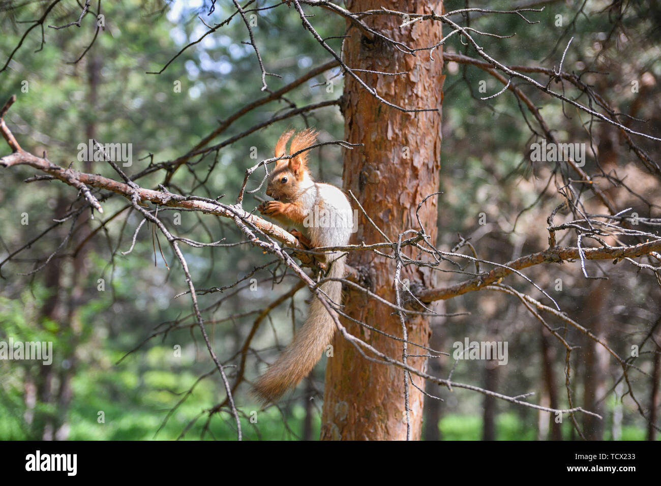 Sunrise squirrel hi-res stock photography and images - Alamy