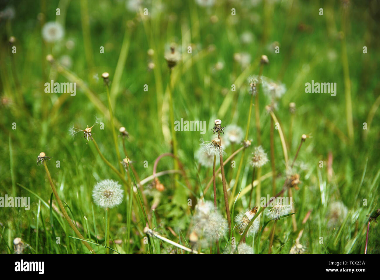 Yellow dandelions in focus blur hi-res stock photography and images - Alamy
