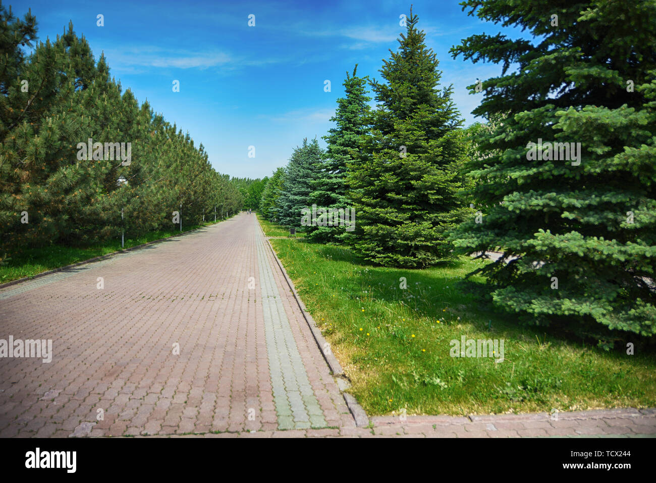 Flat avenue landscape. The sidewalk in the park with cypresses on the ...