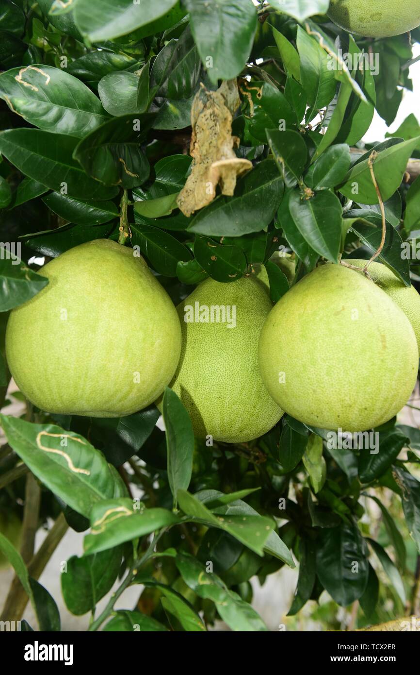 Pomelo planting hi-res stock photography and images - Alamy