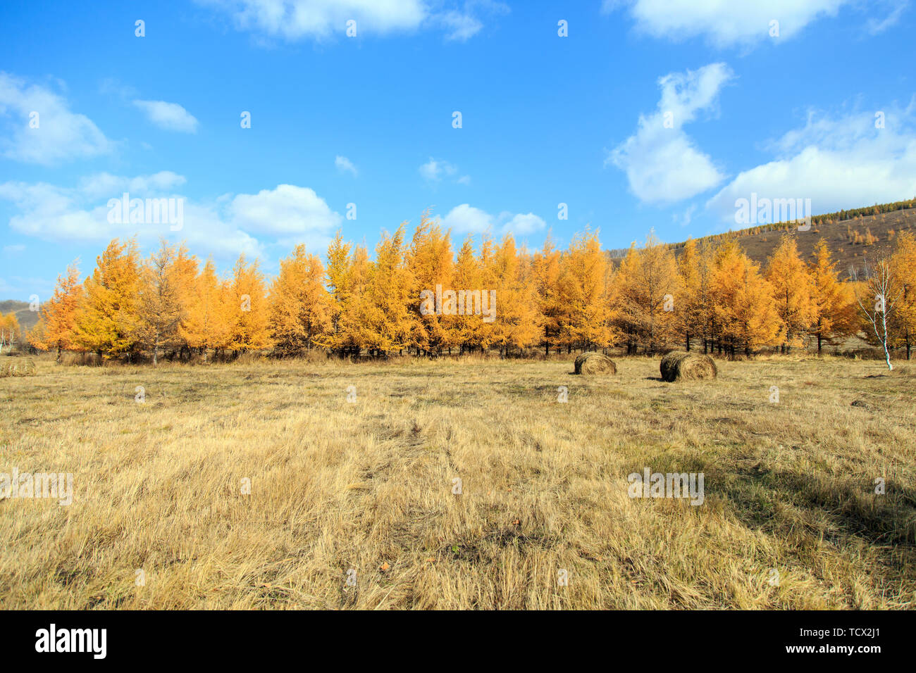The magnificent scenery of the Xilingol prairie Stock Photo - Alamy