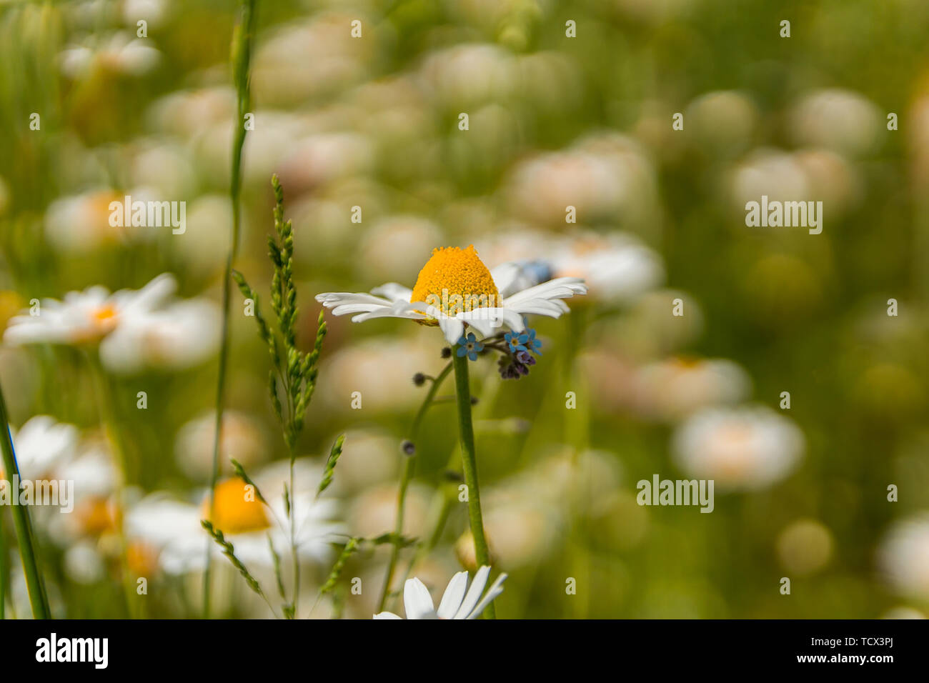 Leucanthemum snow lady hi-res stock photography and images - Alamy