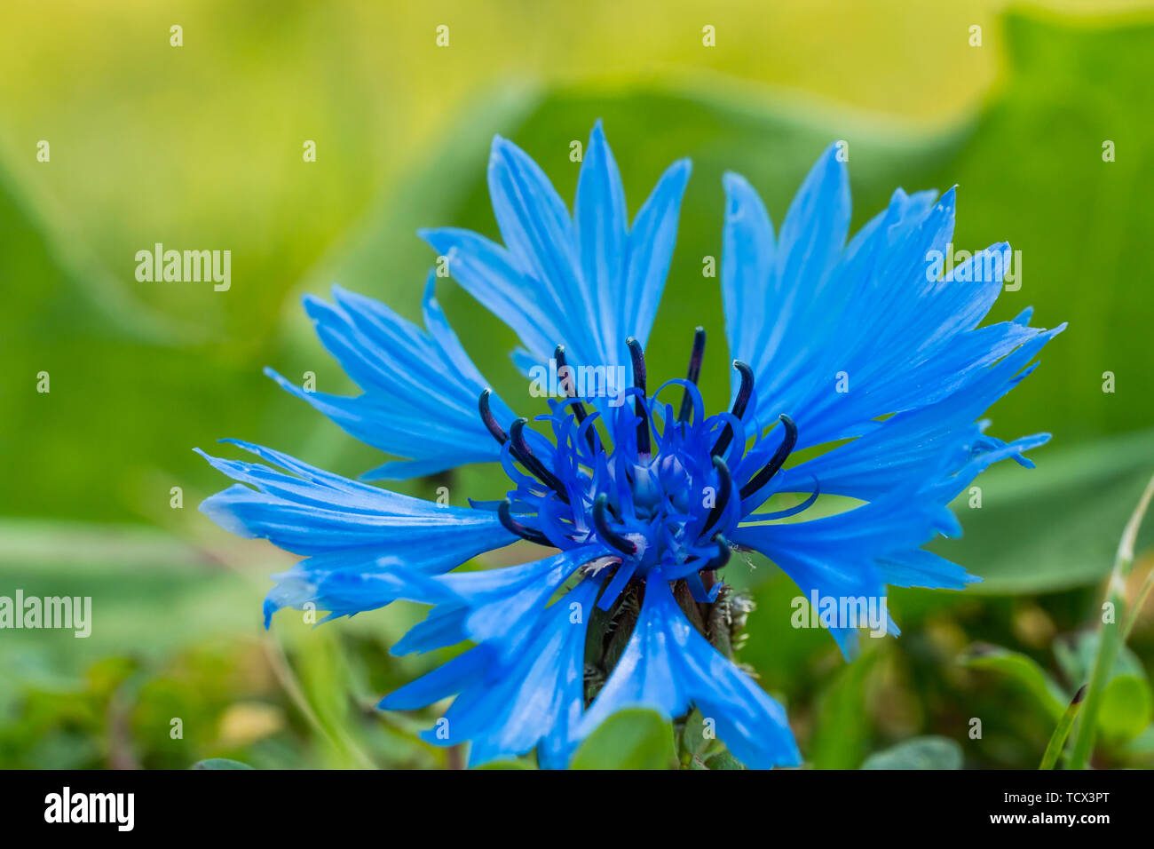 Blue blooming cornflower set hi-res stock photography and images - Alamy