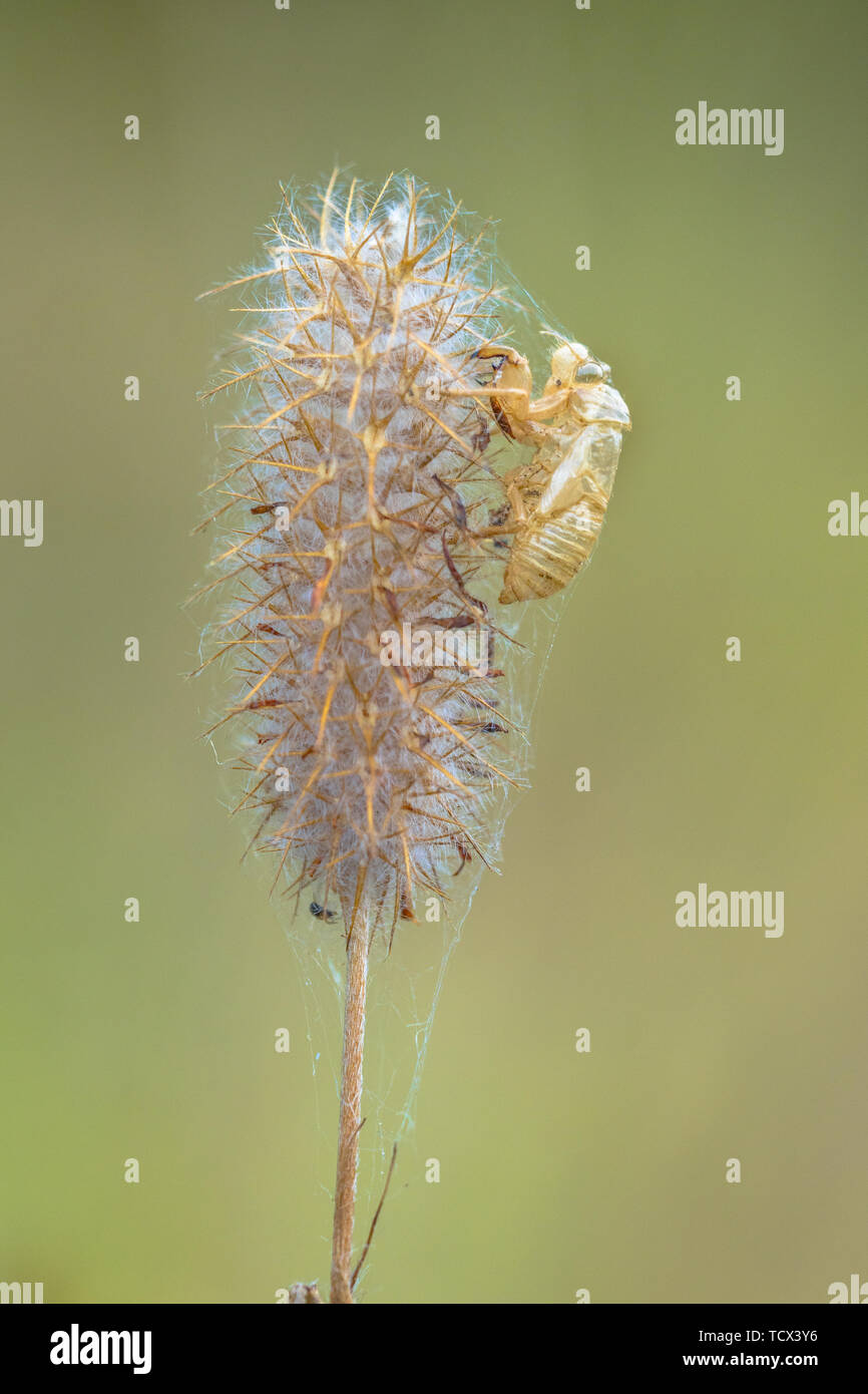 Empty cocoon hi-res stock photography and images - Alamy