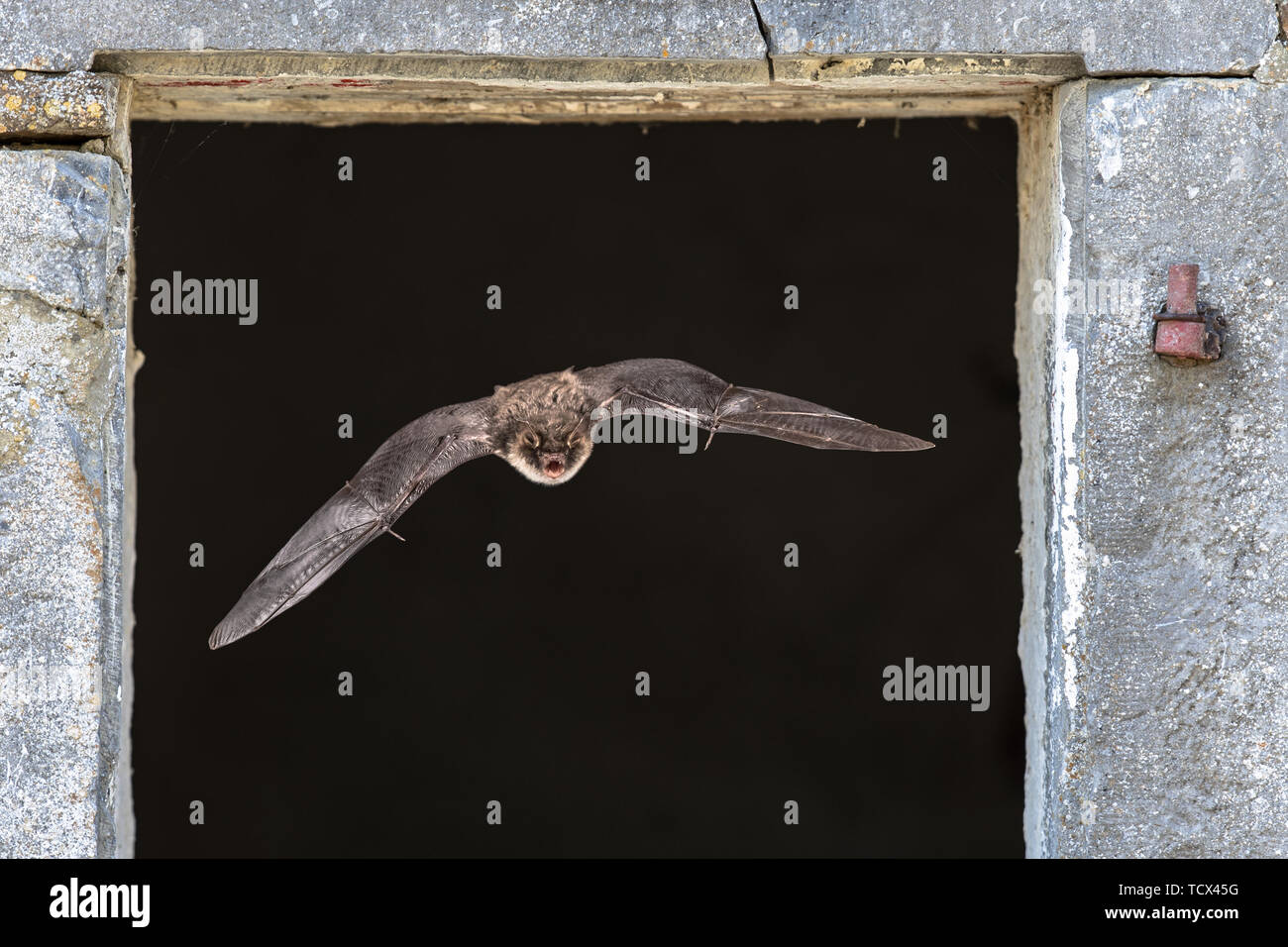Natterer's bat (Myotis nattereri) flying through window from roost site ...