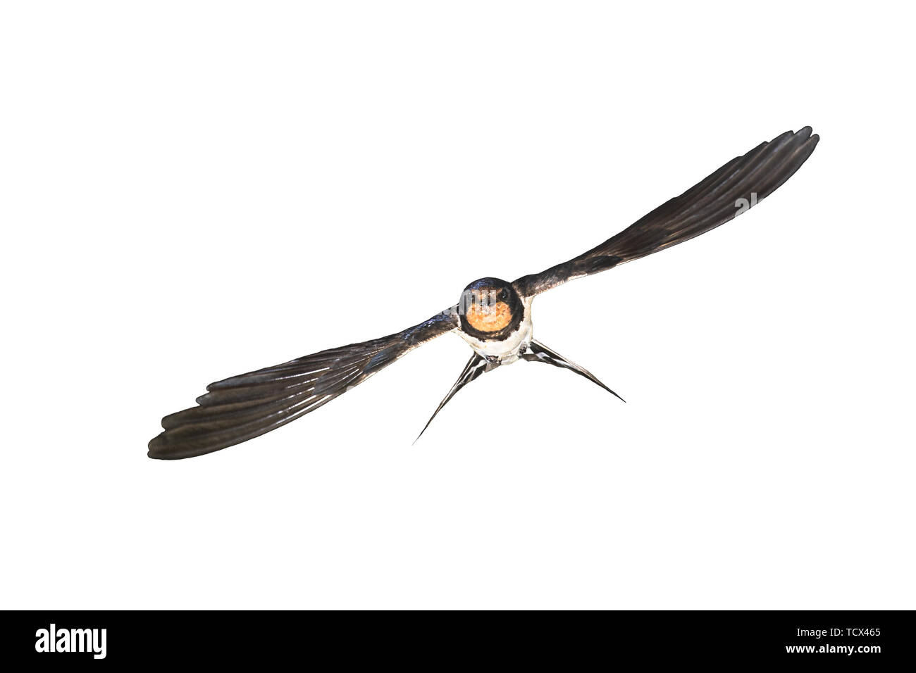Barn swallow (Hirundo rustica) bird flying on white background Stock ...