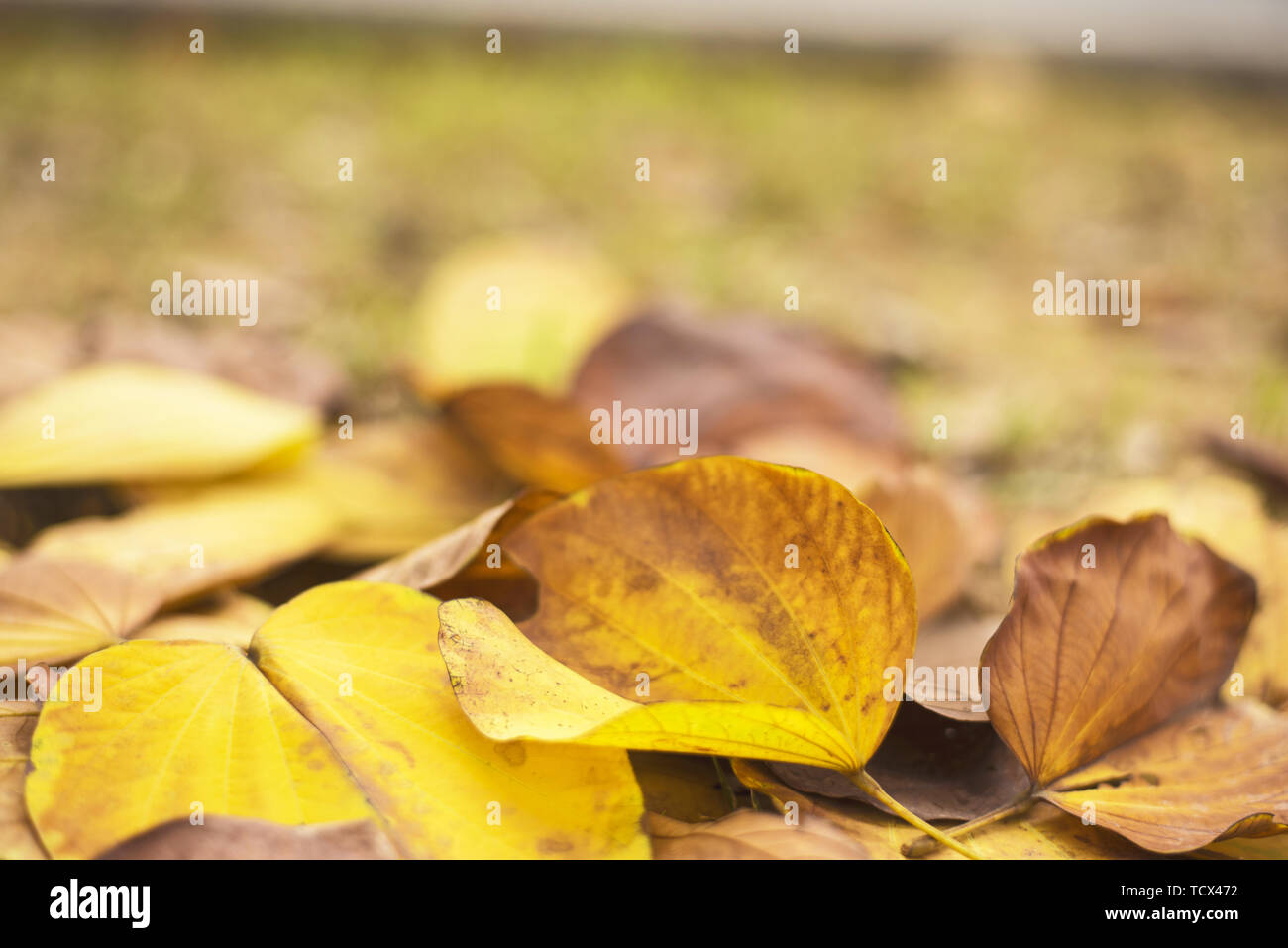 Dead sycamore leaves hi-res stock photography and images - Alamy