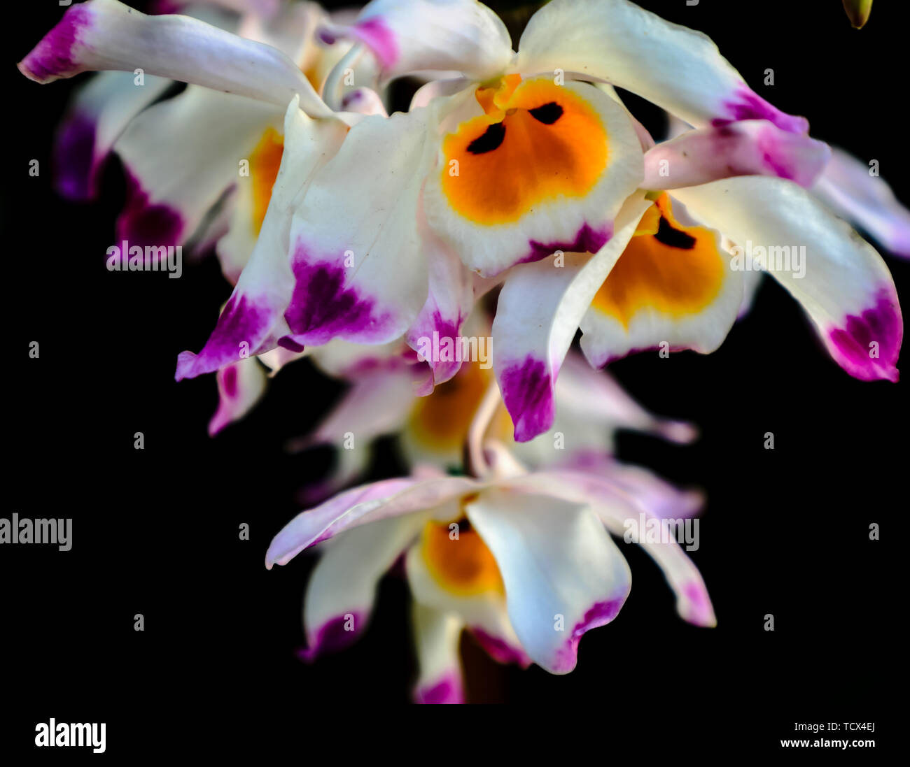Dendrobium maple orchid in full bloom Stock Photo - Alamy