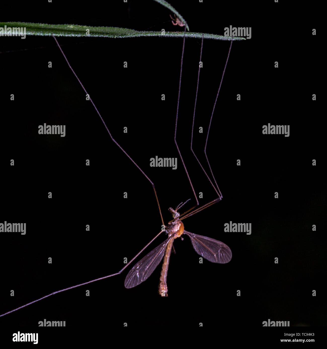 Big mosquitoes hi-res stock photography and images - Alamy