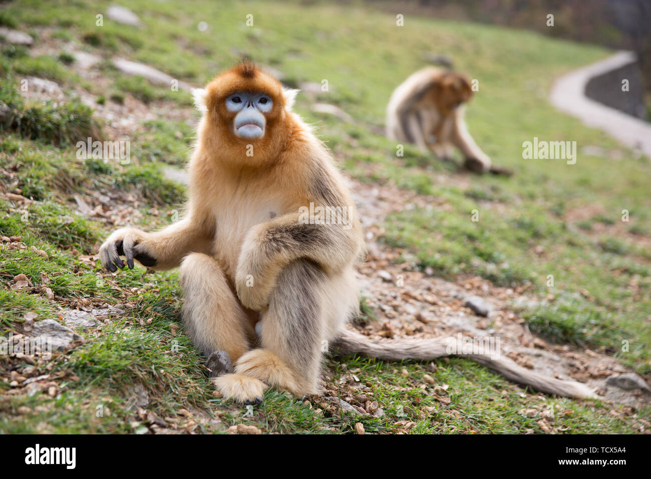 Shaanxi qinling golden silk monkey taibai mountain to protect animals ...