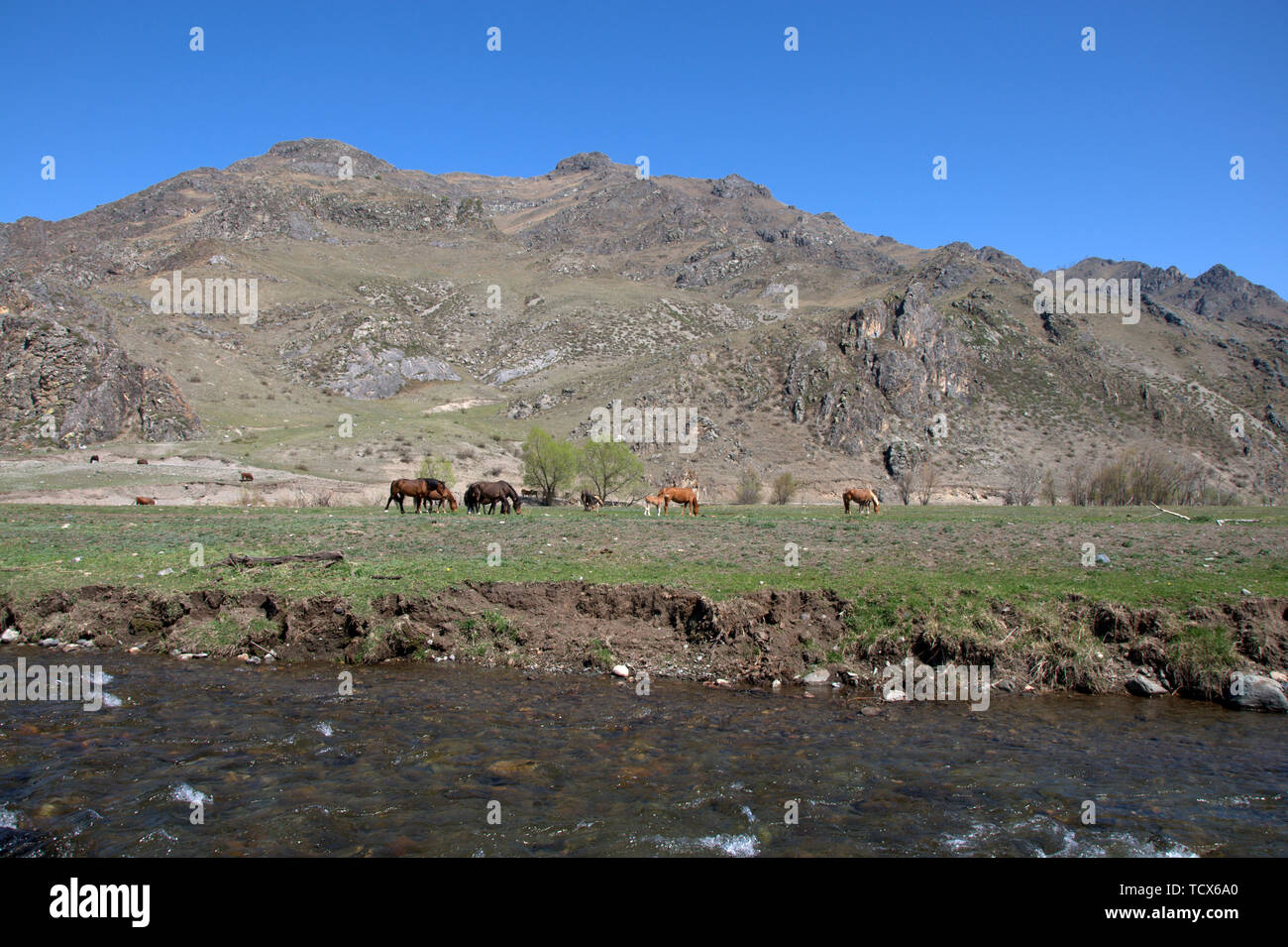 Altai mountains pony hi-res stock photography and images - Alamy