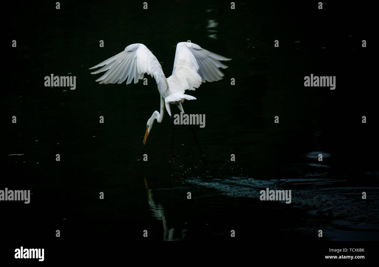 Egrets, all kinds of birds Stock Photo - Alamy