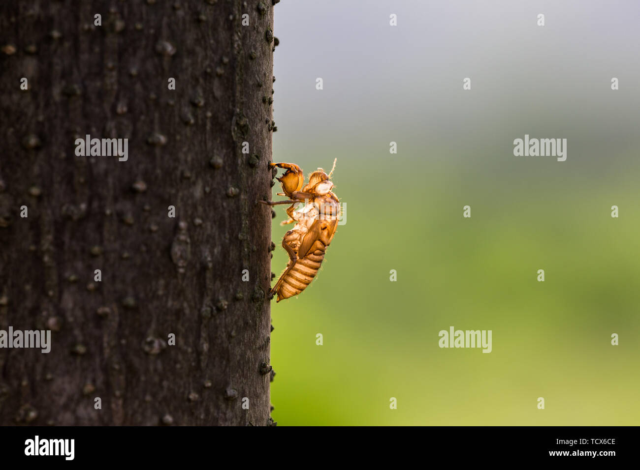 Small cicadas hi-res stock photography and images - Alamy