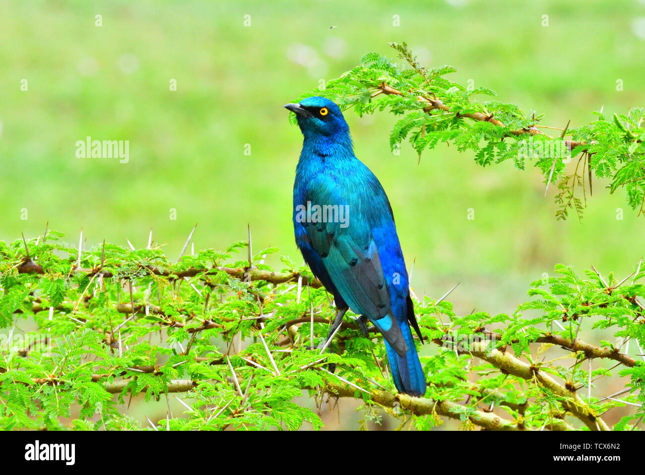 Blue-eared starlings, golden iris Stock Photo - Alamy