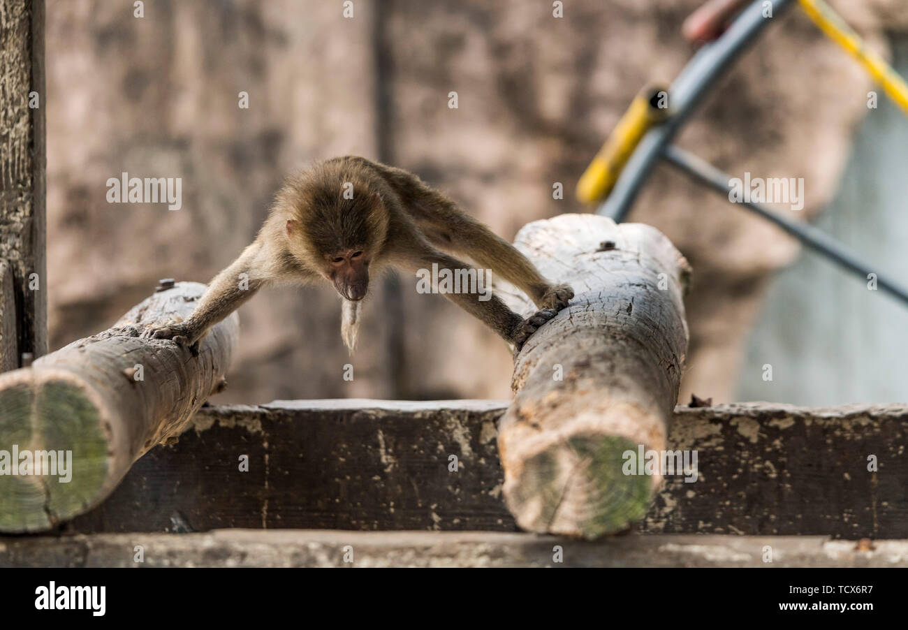 Baboon man hi-res stock photography and images - Alamy