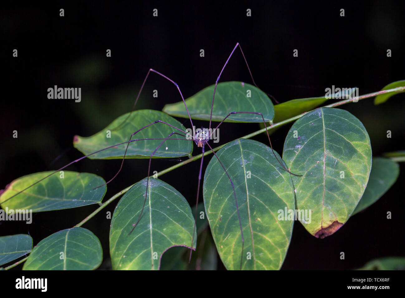 Blind crest hi-res stock photography and images - Alamy