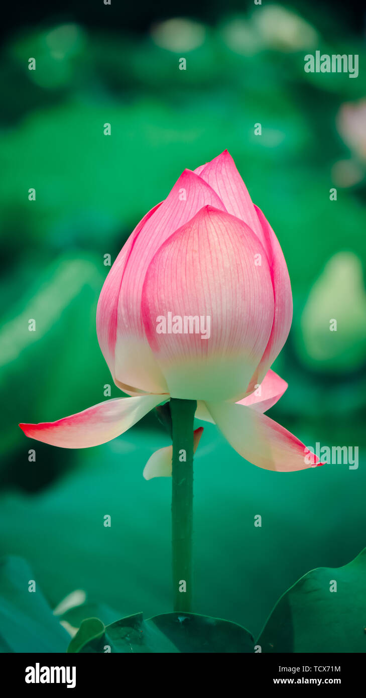 Foreign lotus genus hi-res stock photography and images - Alamy