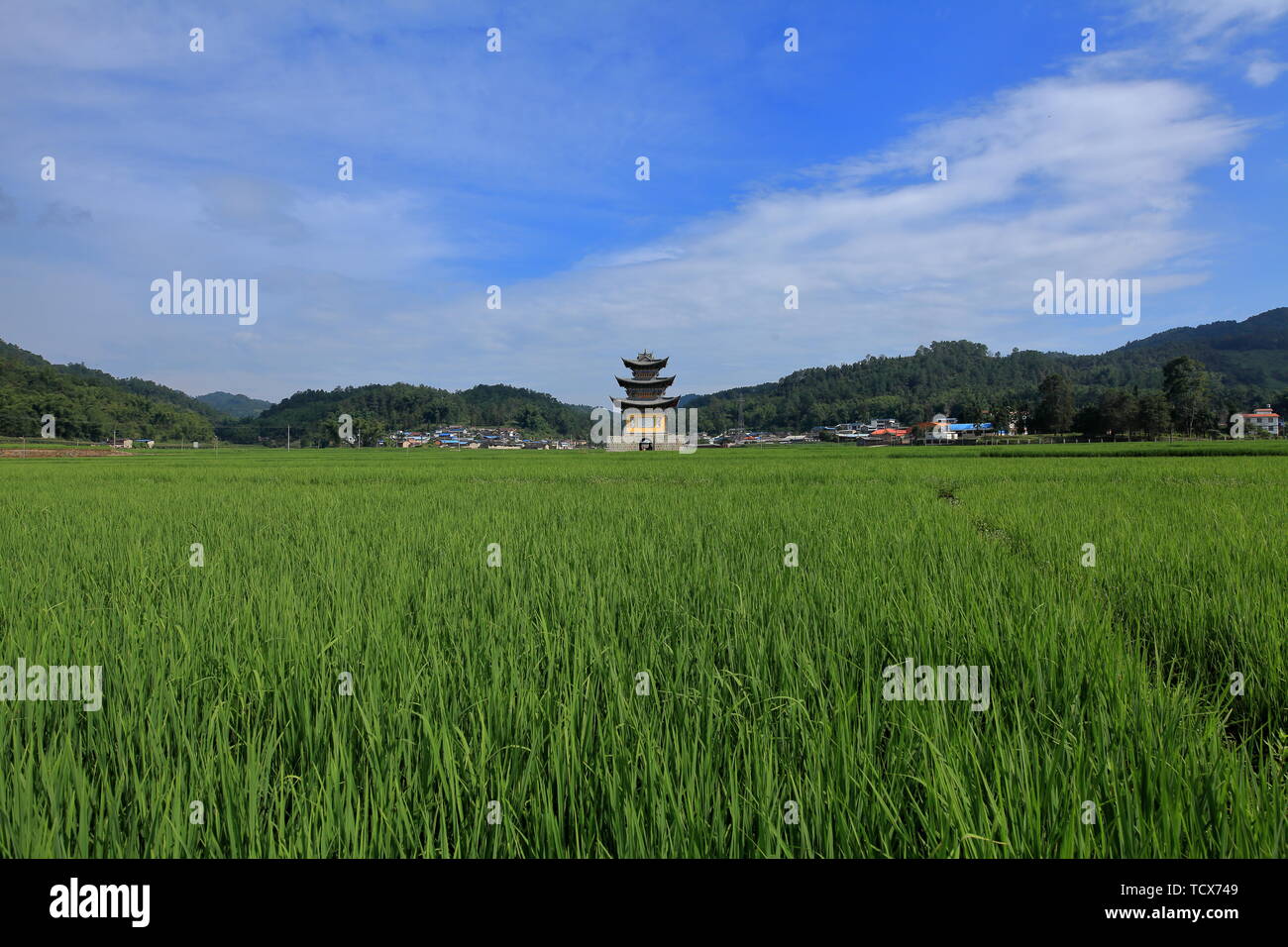 Natural rice fields, sky high and light clouds Stock Photo - Alamy
