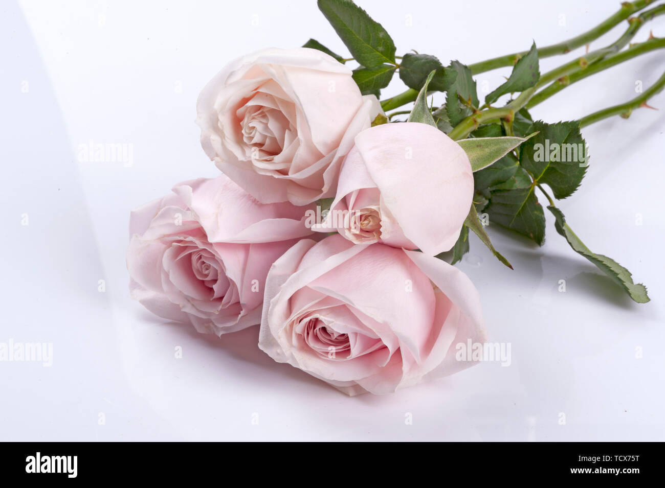 Pink Snow Mountain Rose Stock Photo - Alamy
