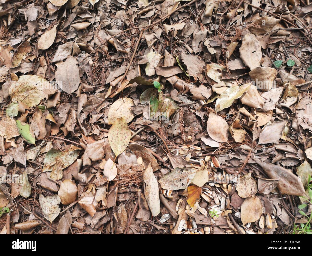 Ground background of withered leaves Stock Photo - Alamy