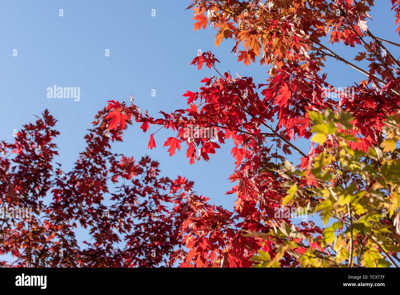 In October, 44 American red maple leaves in Harbin Engineering ...