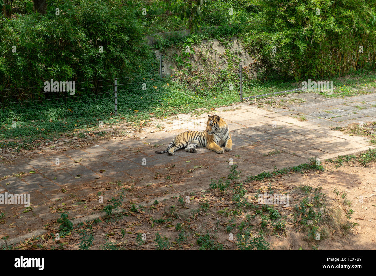 Tigers inside the zoo Stock Photo - Alamy