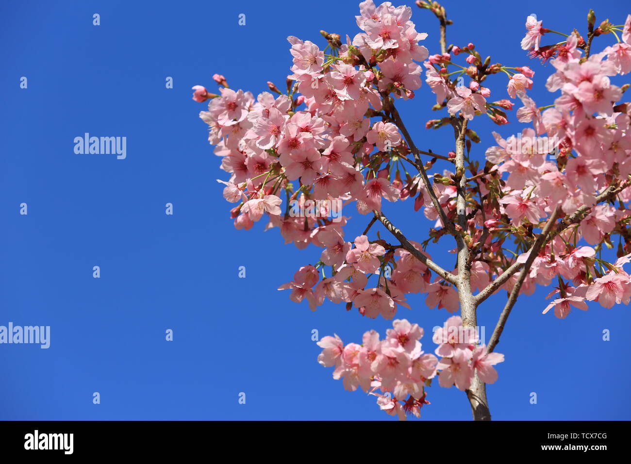 Spring cherry blossoms Stock Photo - Alamy