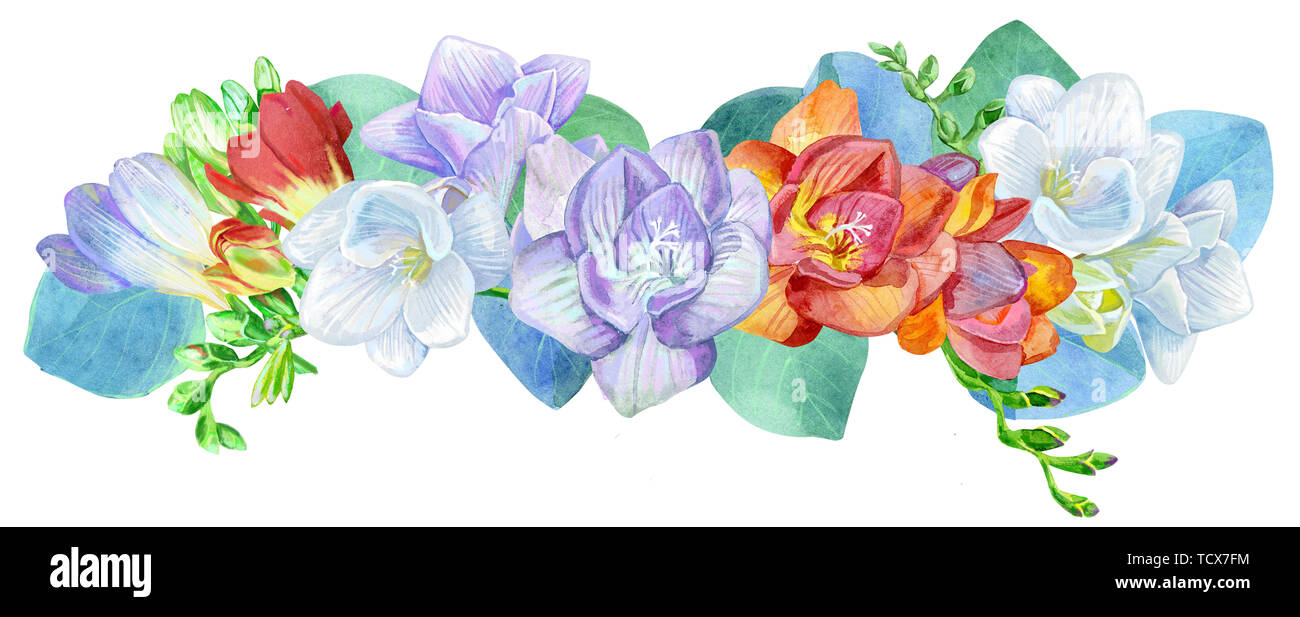 Watercolor illustration of freesia and eucalyptus border Stock Photo ...