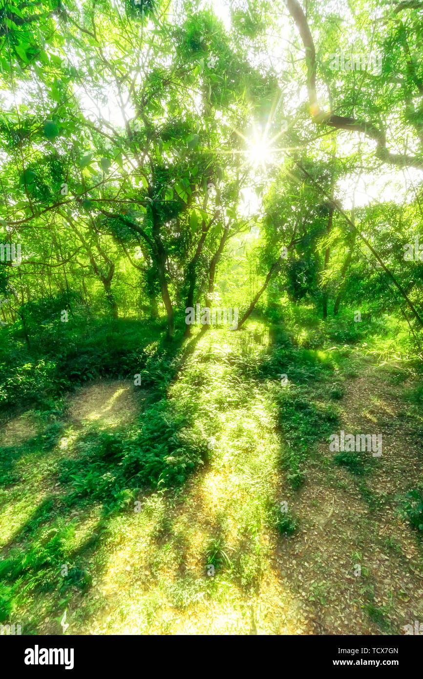 Morning light in the woods Stock Photo - Alamy