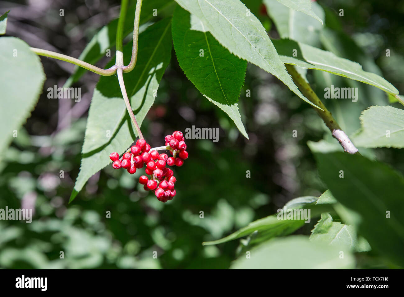 Qinling Keigou Jiuding Wanhua Mountain Stock Photo - Alamy