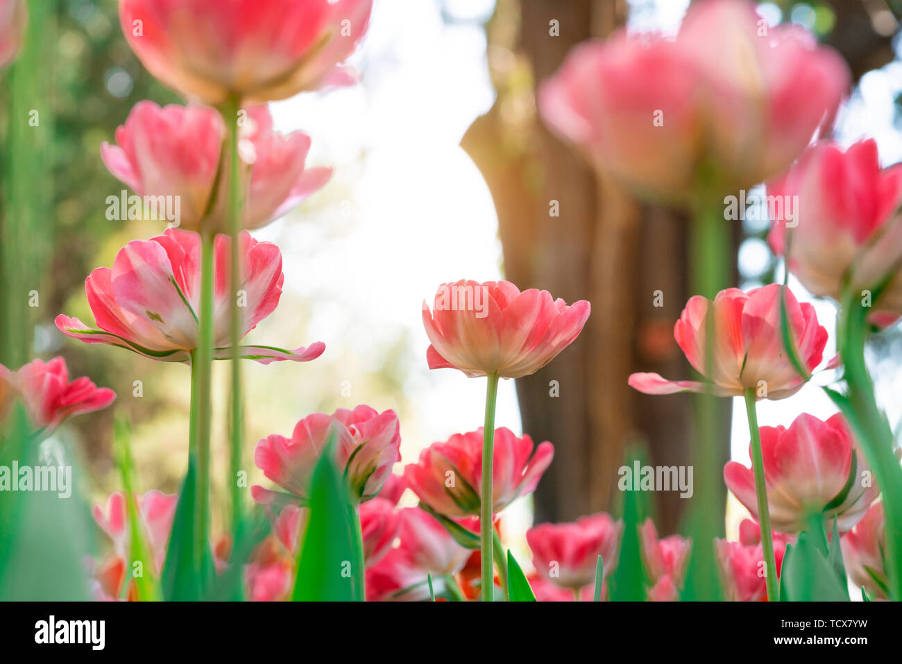 Spring beautiful tulip flowers background material Stock Photo - Alamy