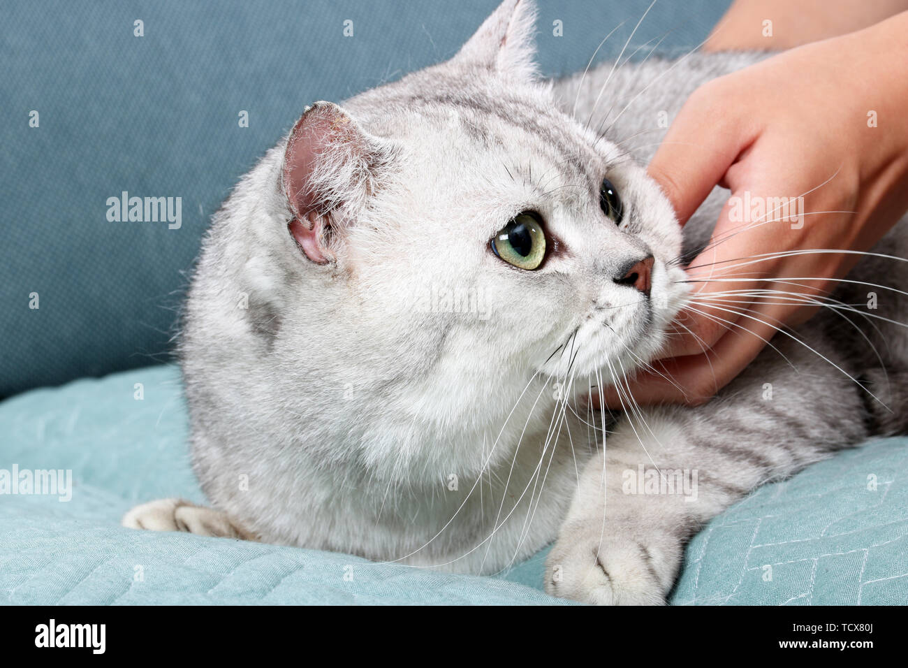 Cute short-haired cat Stock Photo - Alamy
