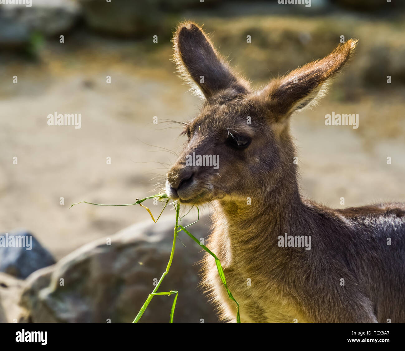 Eastern grey kangaroo eating grass, Face in closeup, Marsupial from ...
