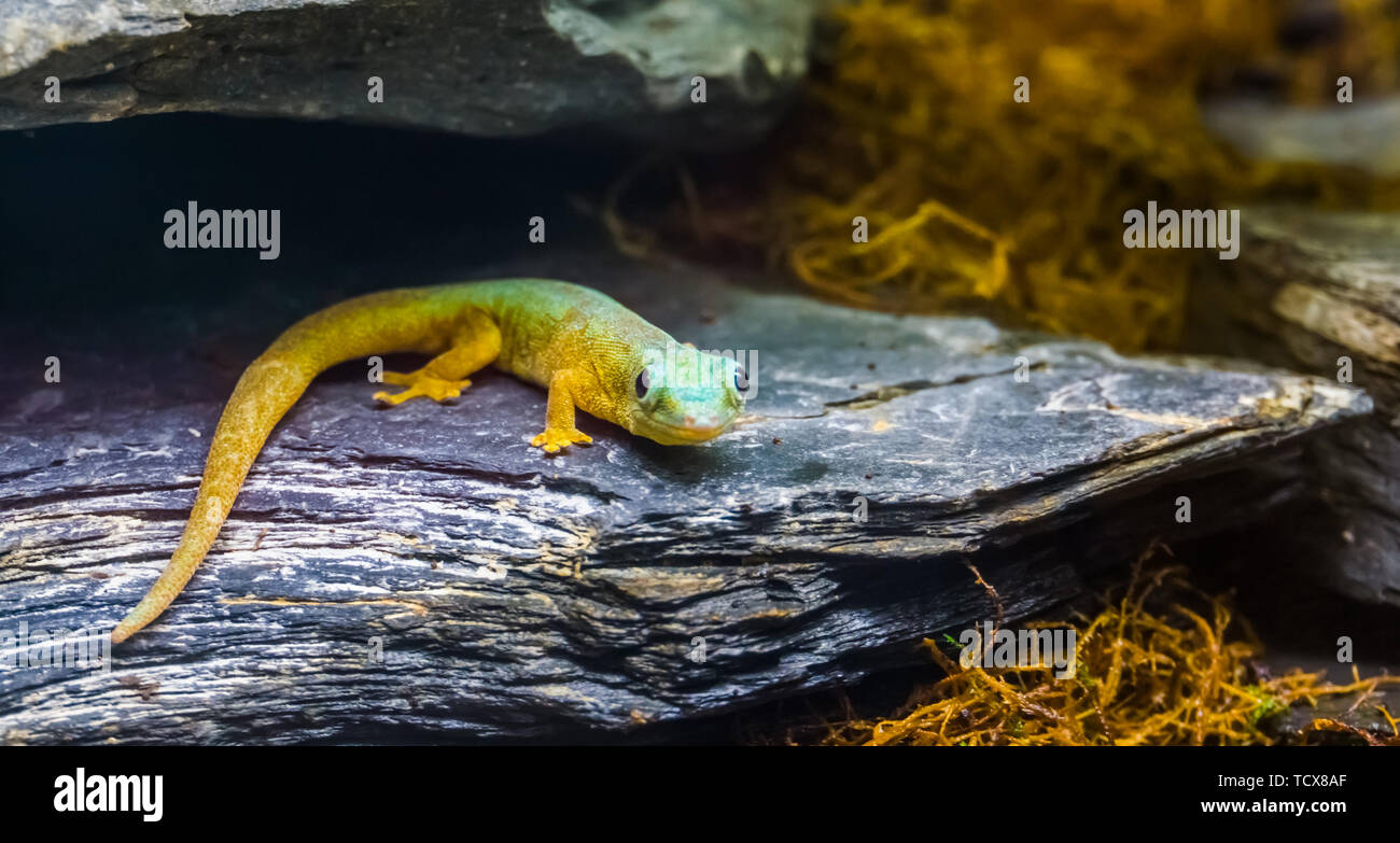 Robert mertens hi-res stock photography and images - Alamy