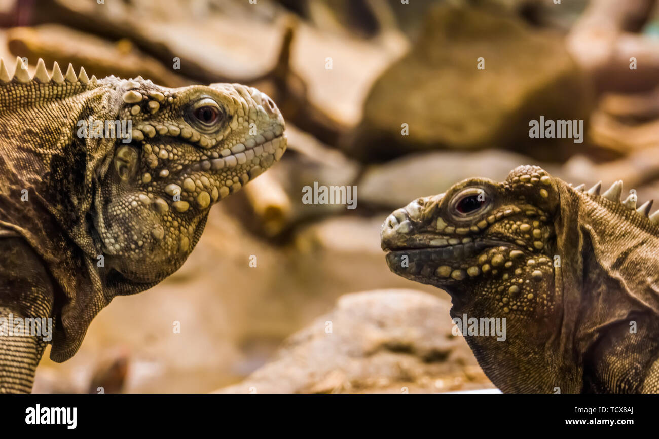 The faces of two cuban rock iguanas in closeup, tropical and vulnerable ...