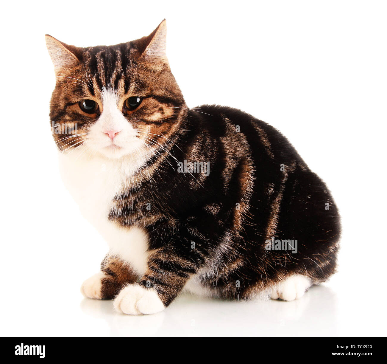 cat isolated on white Stock Photo - Alamy
