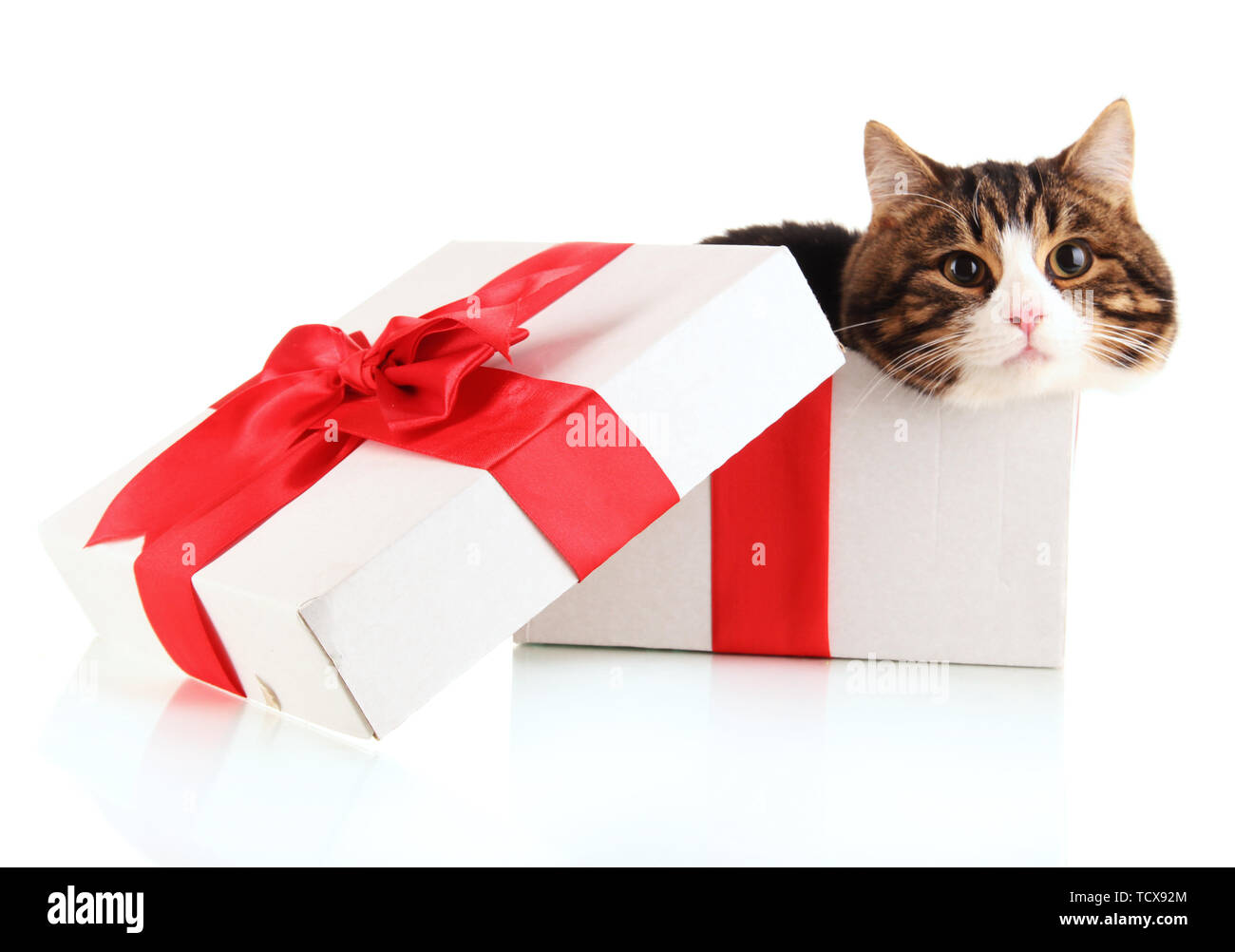 cat in gift box isolated on white Stock Photo - Alamy