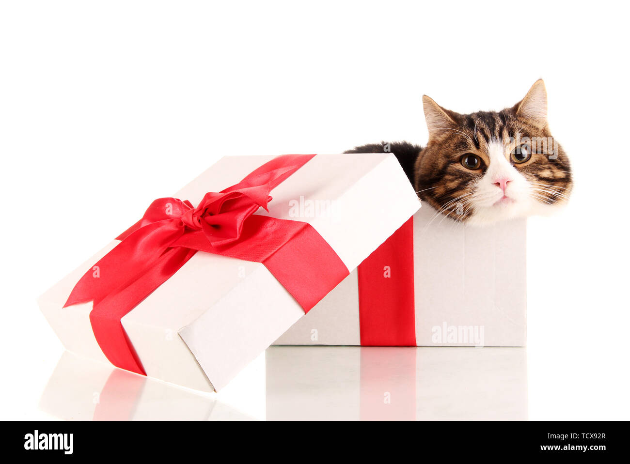 cat in gift box isolated on white Stock Photo - Alamy